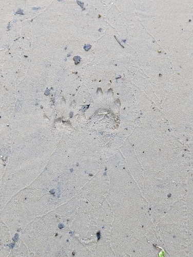 Raccoon Tracks – NatureTracking