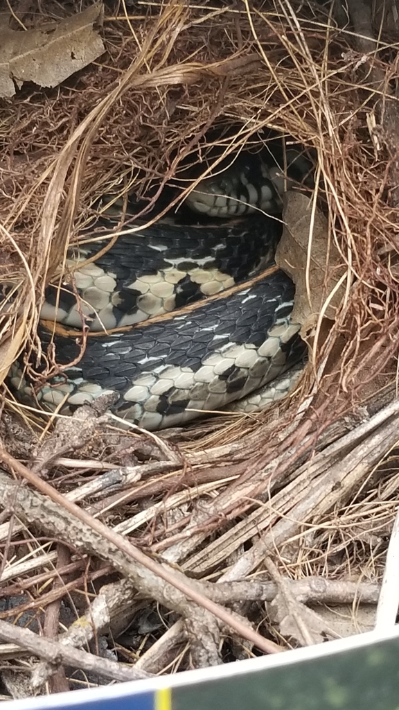 Black-necked Garter Snake from Columbia Oaks, Austin, TX 78759, USA on ...