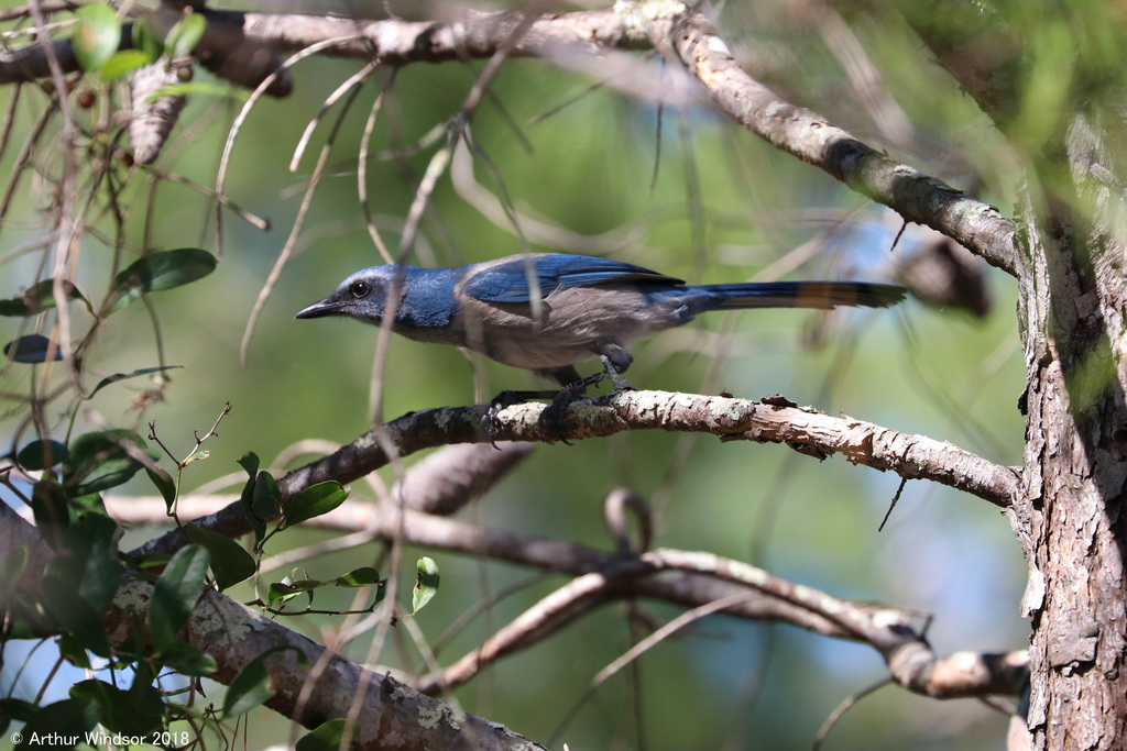 Florida Scrub-Jay from Ocala National Forest, FL, USA on October 13 ...