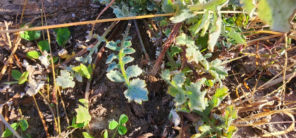 Capeweed from Holsworthy NSW 2173, Australia on May 29, 2023 at 08:15 ...