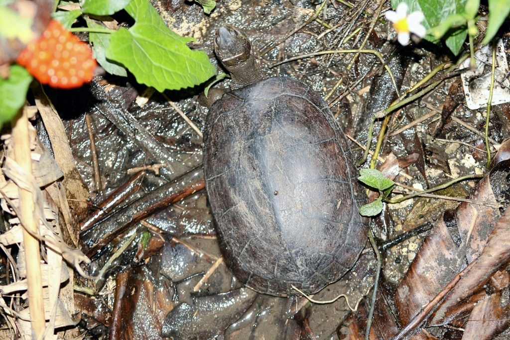 Ryukyu Yellow Pond Turtle in May 2023 by dobbby · iNaturalist