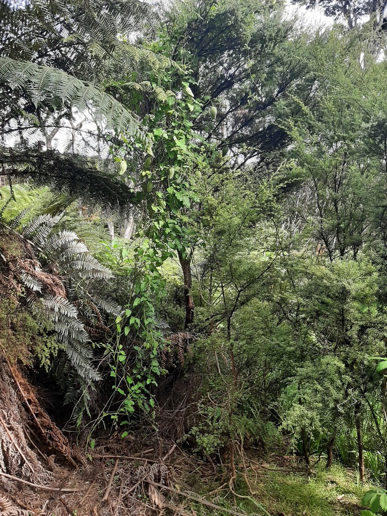 Moth Vine from Kawau Island 0920, New Zealand on May 27, 2023 at 12:44 ...