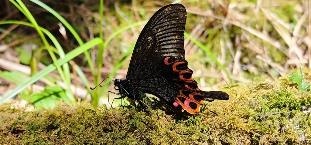 Papilio hopponis from 424台灣台中市和平區博愛里 on May 28, 2023 at 09:59 AM by ...
