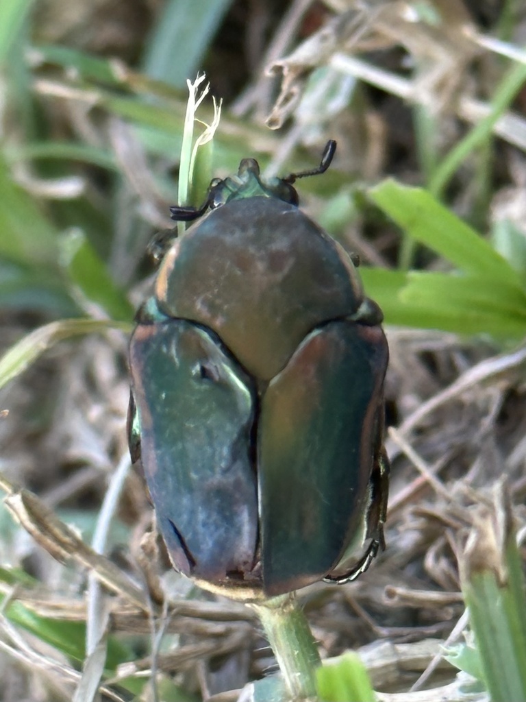 Common Green June Beetle from Bowery Dr, Winter Garden, FL, US on May ...