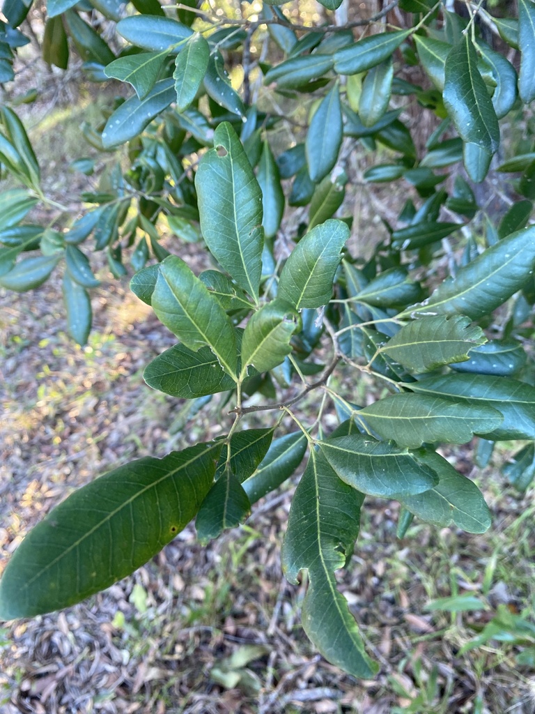 Guioa from Cootharaba, QLD, AU on May 27, 2023 at 04:16 PM by Ondrej ...