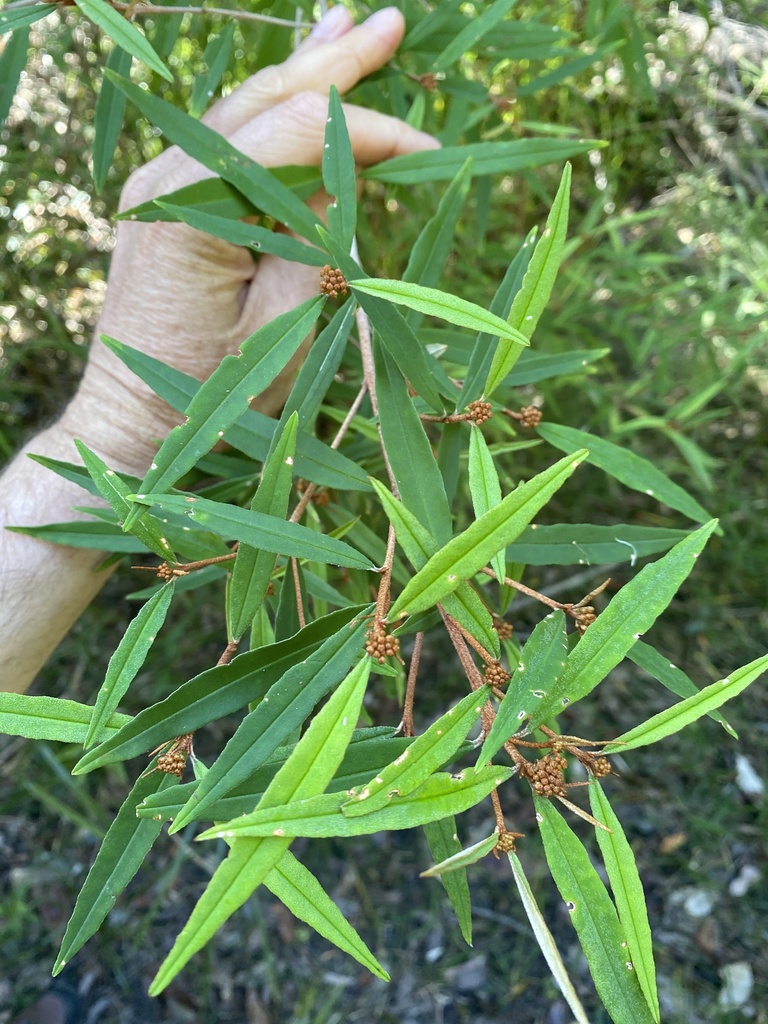 wallum phebalium from Noosa Bal, AU-QL, AU on May 28, 2023 at 09:51 AM ...