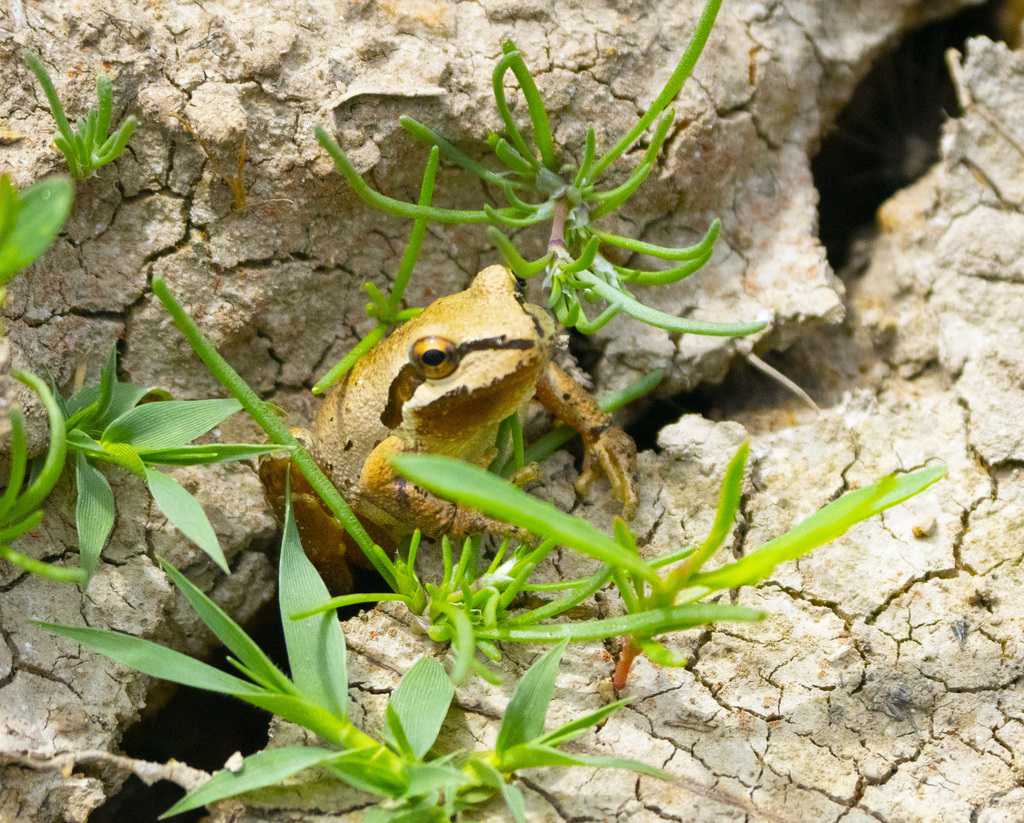 Sierran Tree Frog from Contra Costa County, CA, USA on May 28, 2023 at ...