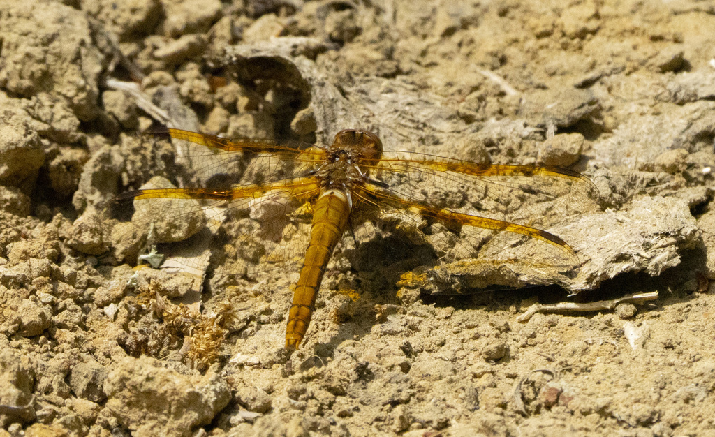 Red-veined Meadowhawk from Contra Costa County, CA, USA on May 28, 2023 ...