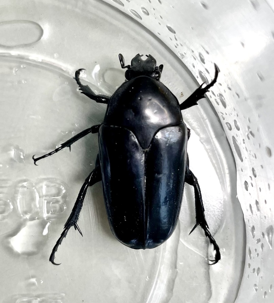 Thaumastopeus shangaicus from 中正路247巷, 霧峰區, TW on May 29, 2023 at 10:13 ...