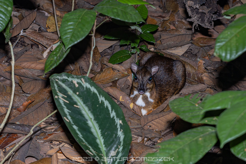 Lesser Oriental Chevrotain in May 2023 by Artur Tomaszek · iNaturalist