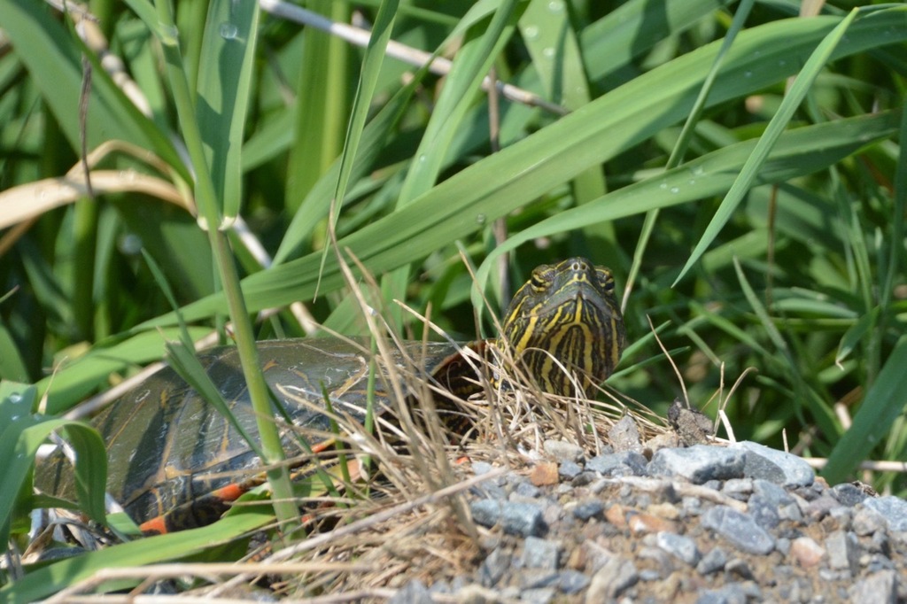 Western Painted Turtle from Boundary County, ID, USA on May 17, 2023 at ...