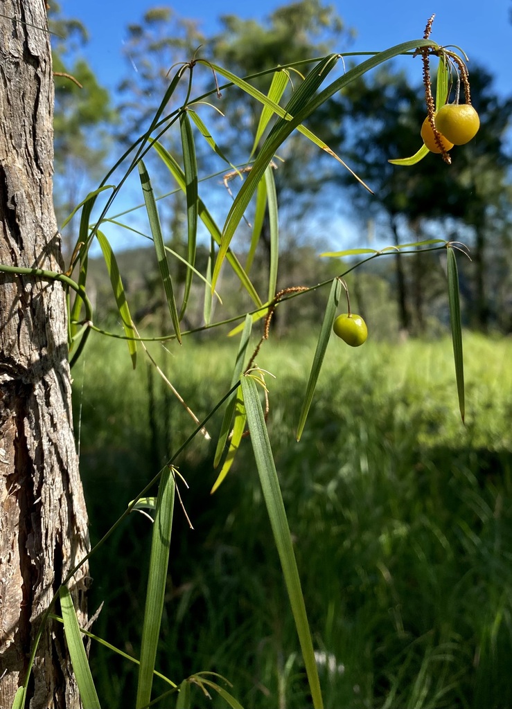 Wombat Berry from Wallaman QLD 4850, Australia on May 30, 2022 at 11:11 ...