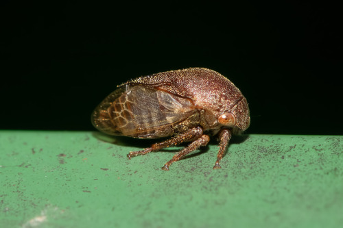 Gargara projecta · 愛自然-臺灣(iNaturalist Taiwan)