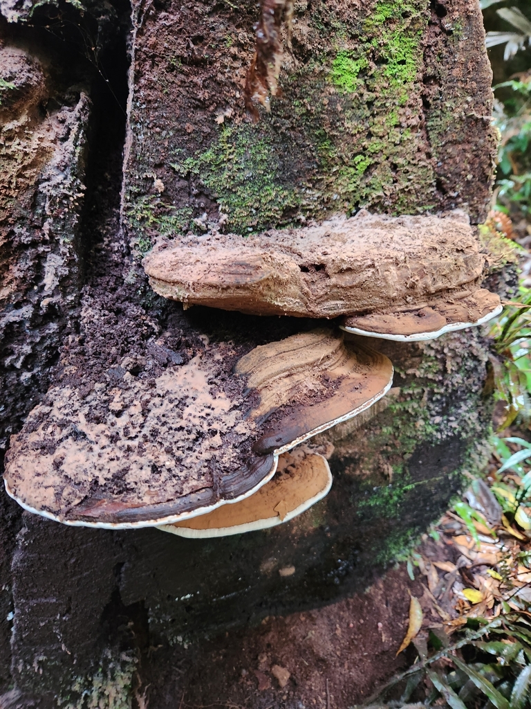 Artist's Brackets, Reishi, and Allies from Dorrigo National Park on May ...