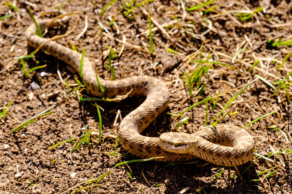 Halys Pit Viper from Иссык-Куль, KG on September 17, 2018 at 02:23 PM ...