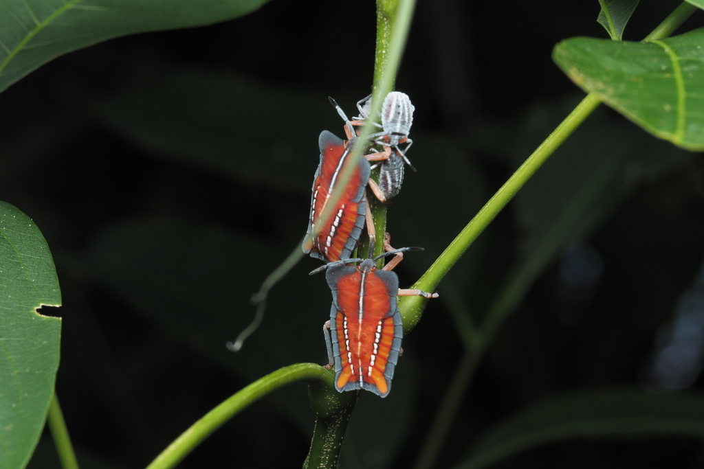 Lychee Stink Bug from 台灣新竹縣 on May 29, 2023 at 11:33 AM by 湯淑珍 ...