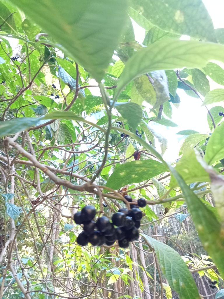 Native Hydrangea from Bellthorpe QLD 4514, Australia on May 29, 2023 at ...