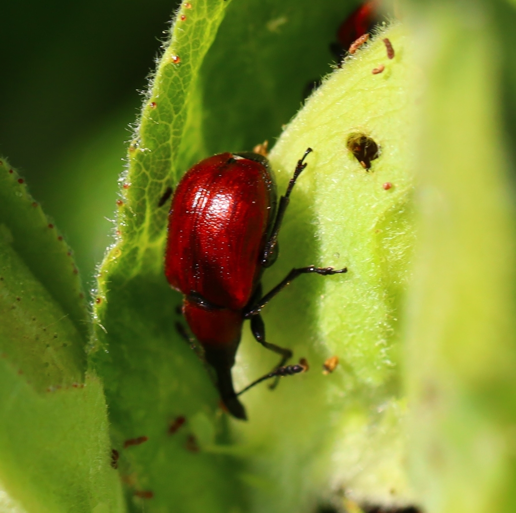 Rose Curculio from Inglewood-Finn Hill, Kirkland, WA 98034, USA on May ...