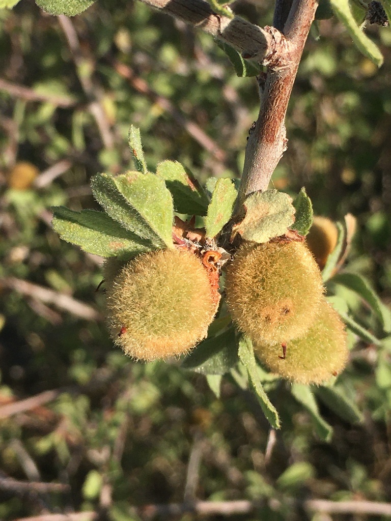 mojave desert plum in May 2023 by jimtietz · iNaturalist