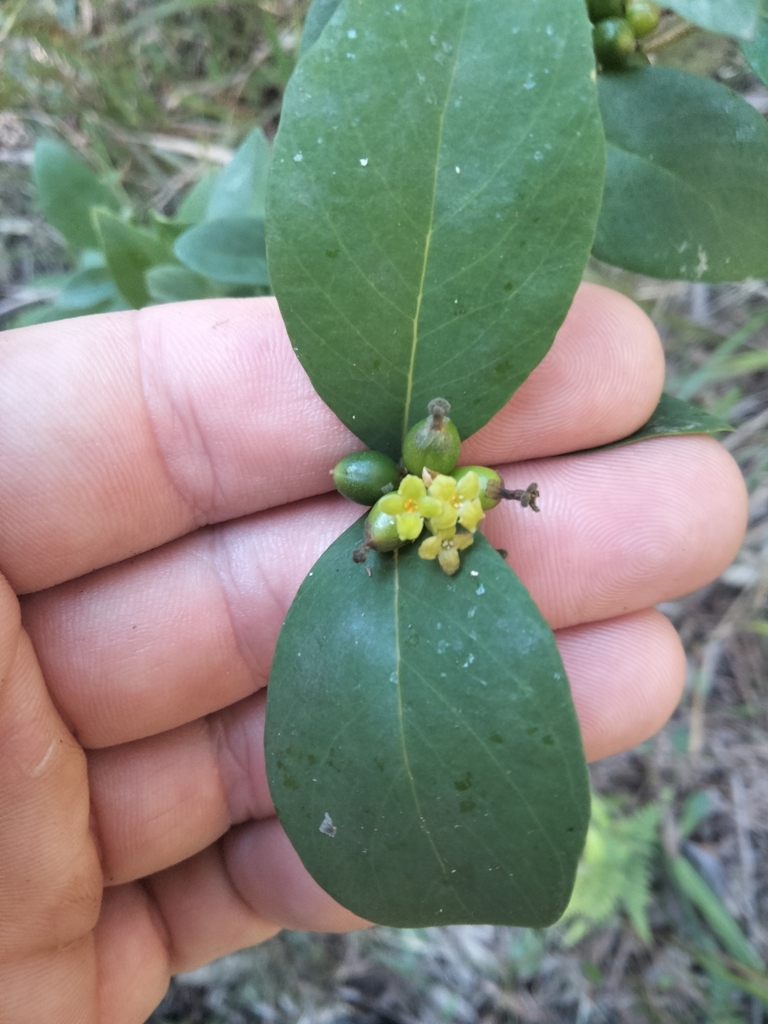 Bootlace Plant from Port Macquarie NSW 2444, Australia on May 6, 2023 ...