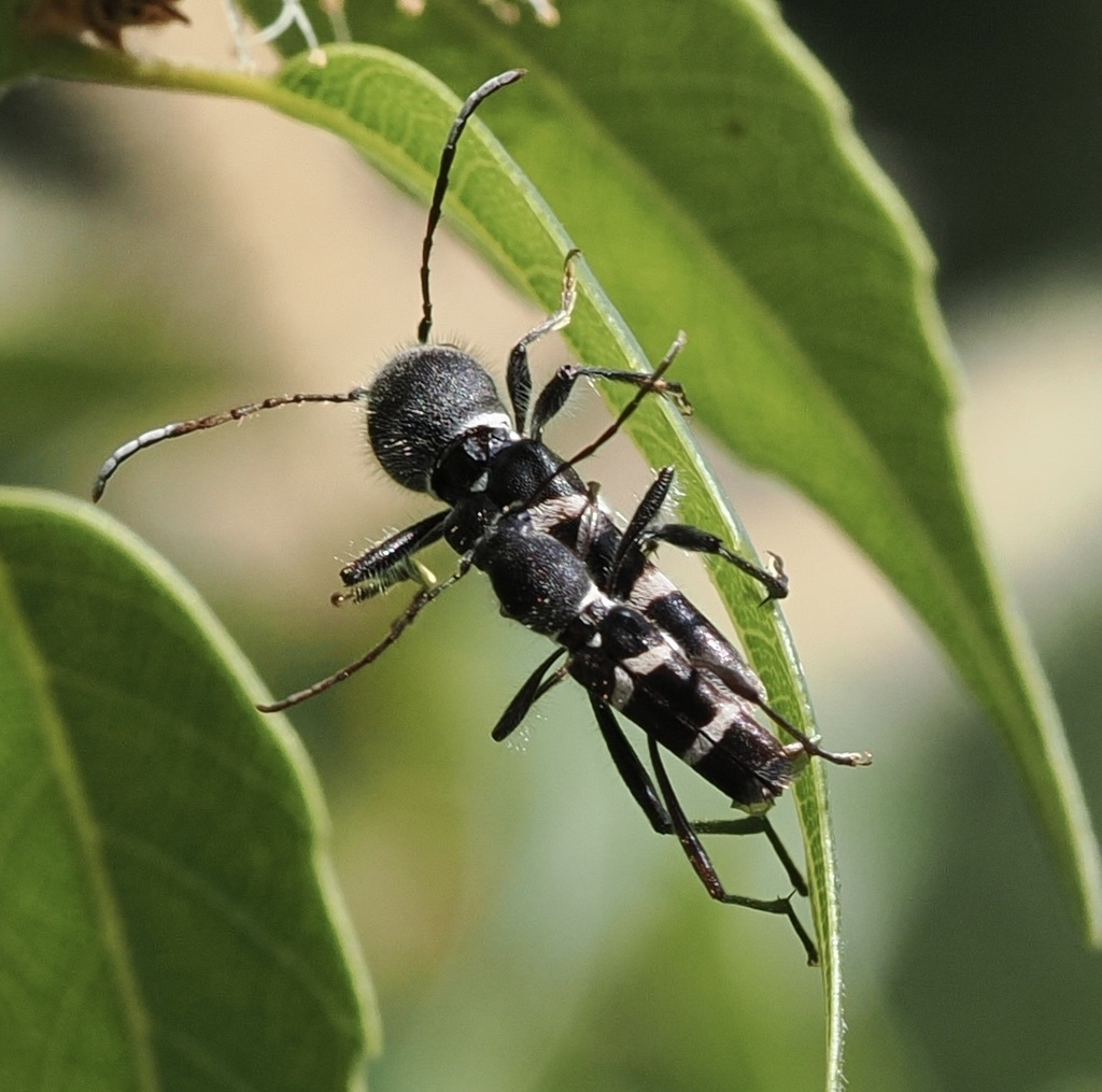 Perissus mimicus from 嘉道理農場暨植物園, 林村, 新界, HK on May 28, 2023 at 04:34 PM ...