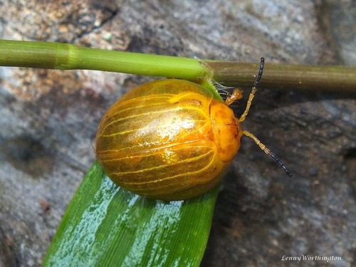 Oides maculata · iNaturalist