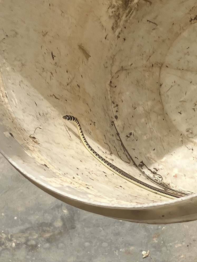 Ornate Olympic Snake from Larni, Centrale, TG on May 29, 2023 at 11:45 ...