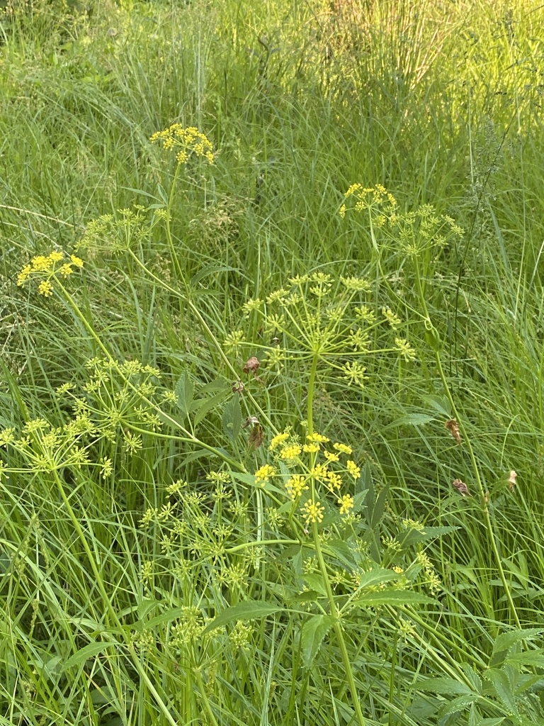 golden Alexanders from Glenstone Museum, Potomac, MD, US on May 26 ...