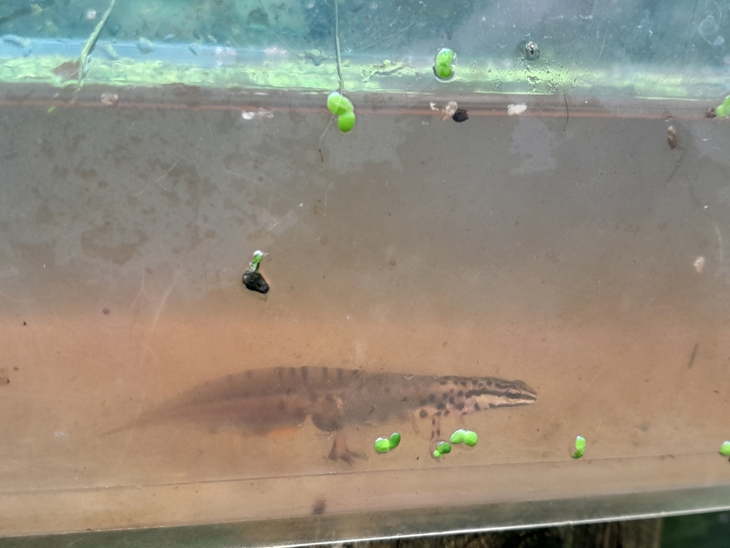 Southern Smooth Newt in May 2023 by utente_prova · iNaturalist