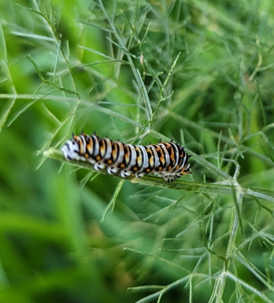 Black Swallowtail from Westbury, Houston, TX, USA on May 29, 2023 at 07 ...