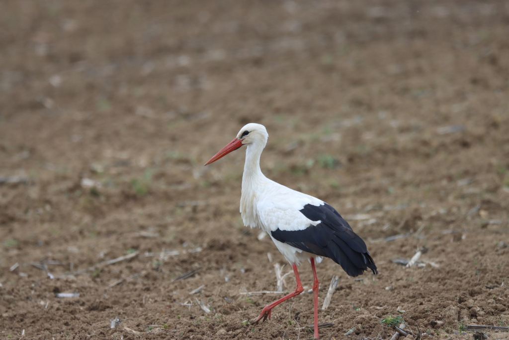 White Stork from 54700 Pont-à-Mousson, France on May 1, 2023 at 03:46 ...