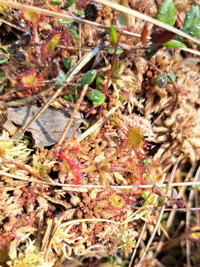 round-leaved sundew from 59261, Lietuva on May 27, 2023 at 09:23 AM by ...