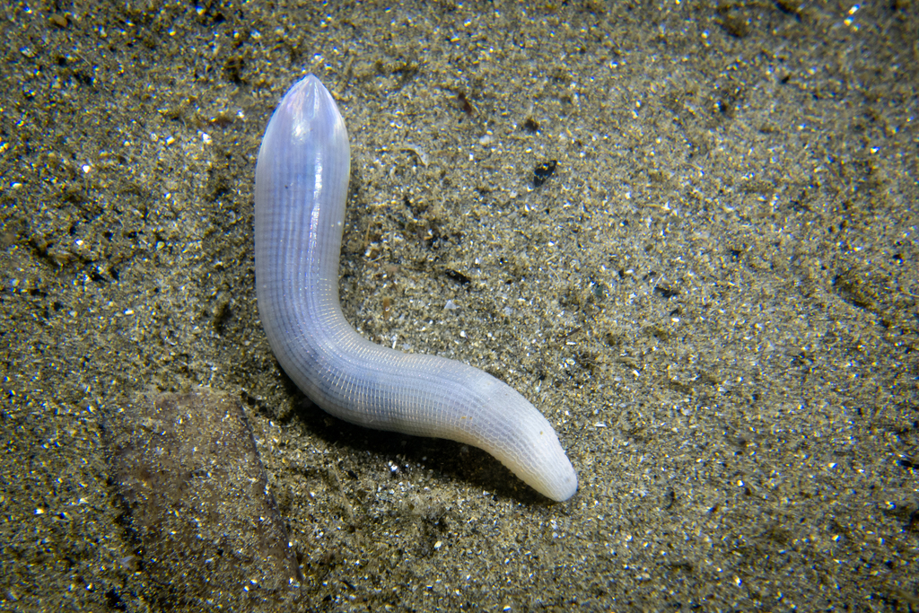 Sipunculus nudus from Fos-sur-Mer, France on May 28, 2023 at 09:39 PM ...