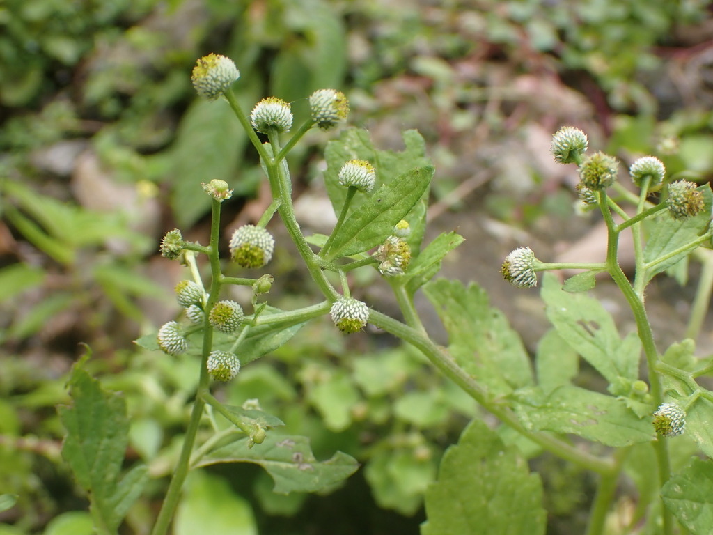 Auriculate Dichrocephala from 台灣花蓮縣 on May 29, 2023 at 12:29 PM by 孫穩翔 ...