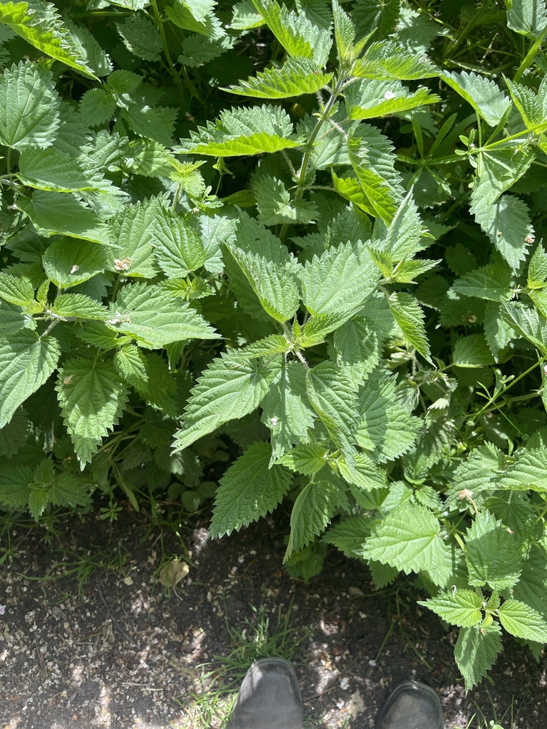 great stinging nettle from Sheep's Green and Coe Fen, Cambridge ...