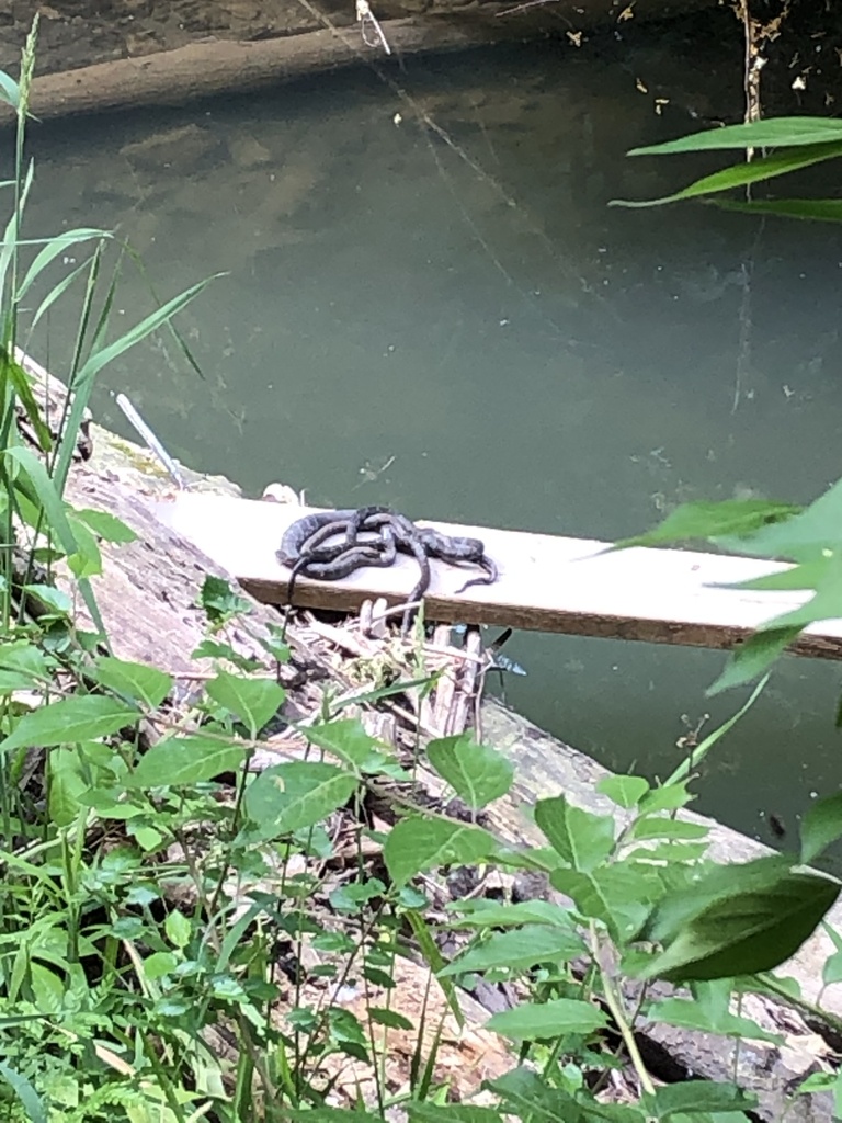Northern Watersnake from Hayden Falls Dr, Columbus, OH, US on May 29 ...