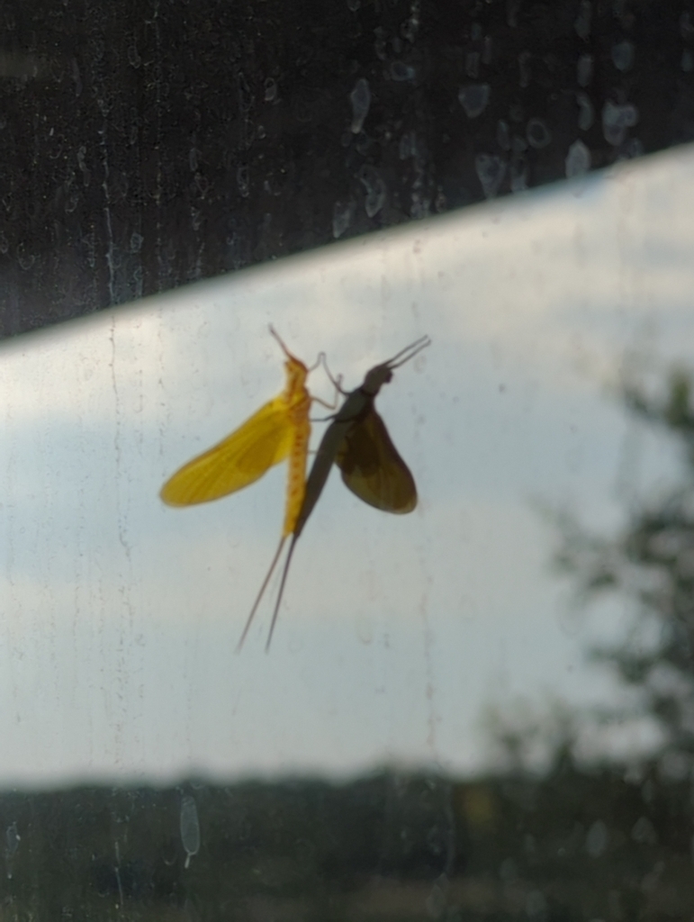 Mayflies from Georgetown, TX, USA on May 29, 2023 at 09:40 AM by Bill ...