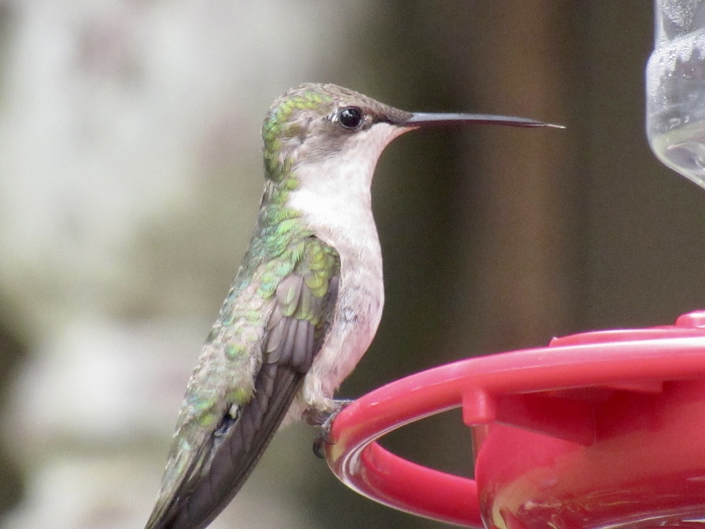 Ruby-throated Hummingbird from NC-801 S, Mocksville, NC, US on May 29 ...