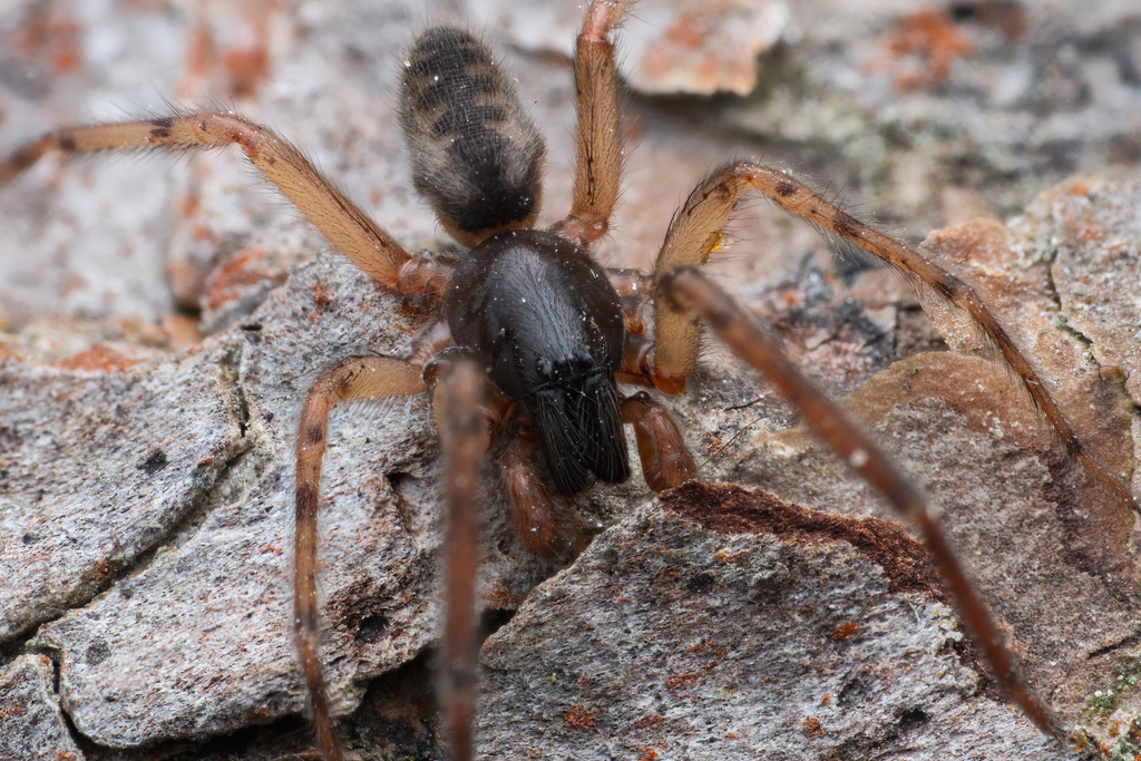 Snake-back Spider from 3300 Frederiksværk, Danmark on May 8, 2022 by ...