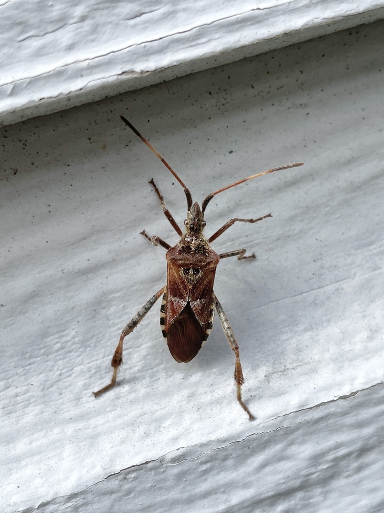 Western Conifer Seed Bug from Washington Park Arboretum, Seattle, WA ...