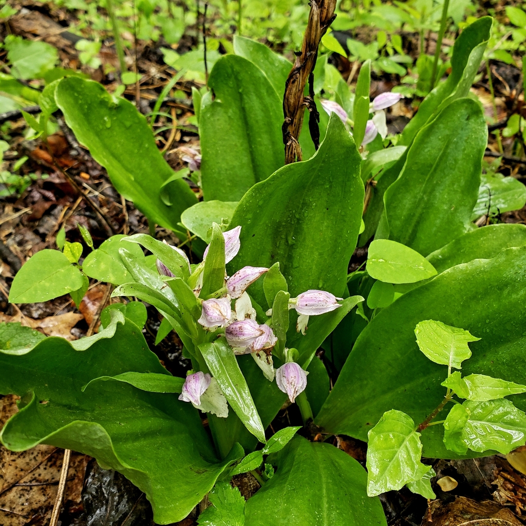 showy orchis from Fernow Experimental Forest on May 13, 2023 at 10:32 ...