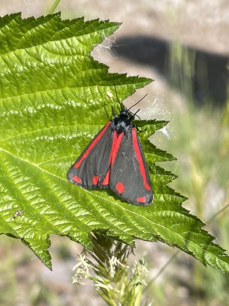 Cinnabar moth from University of Washington, Seattle, WA, US on May 20 ...