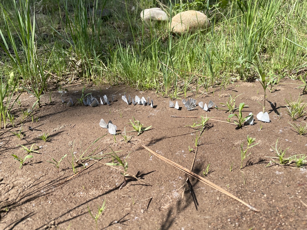 Echo Azure from Elk Heights Rd, Cle Elum, WA, US on May 19, 2023 at 10: ...