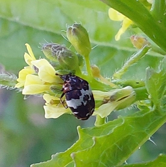 Bird Nest Carpet Beetle from 26419 Schortens, Deutschland on May 29 ...