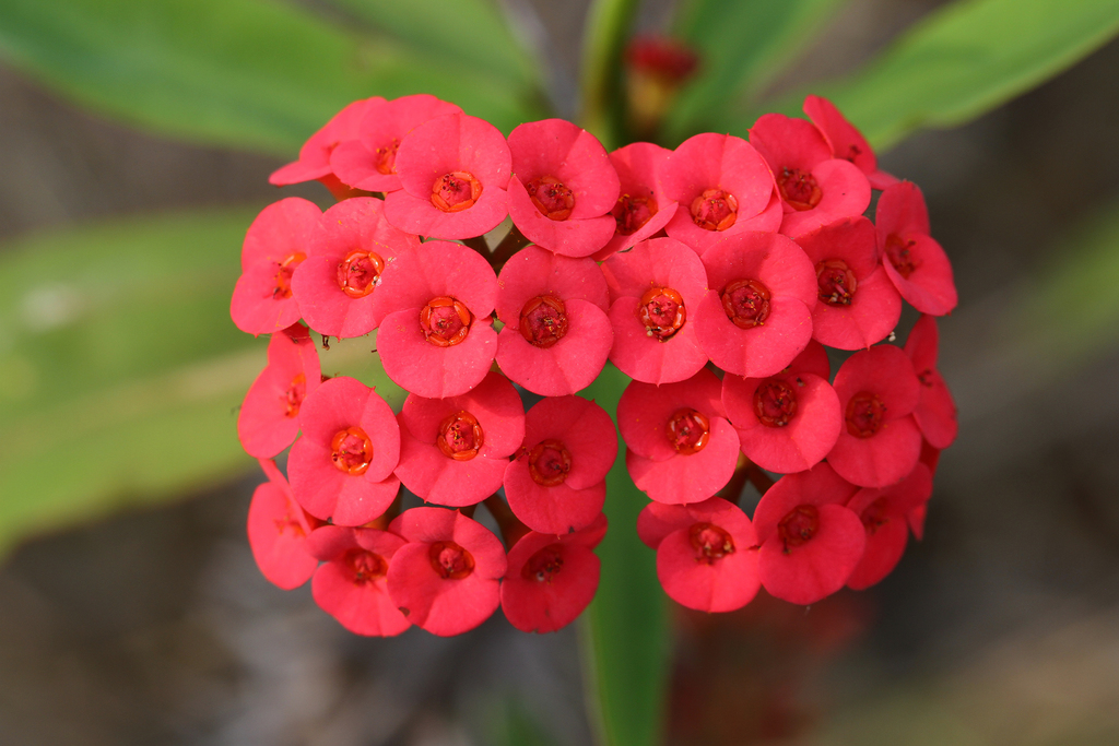 crown-of-thorns from Ranohira, Fianarantsoa, Madagascar on October 15 ...