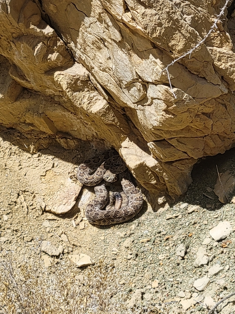 Prairie Rattlesnake from Bridger, MT 59014, USA on June 1, 2022 at 02: ...