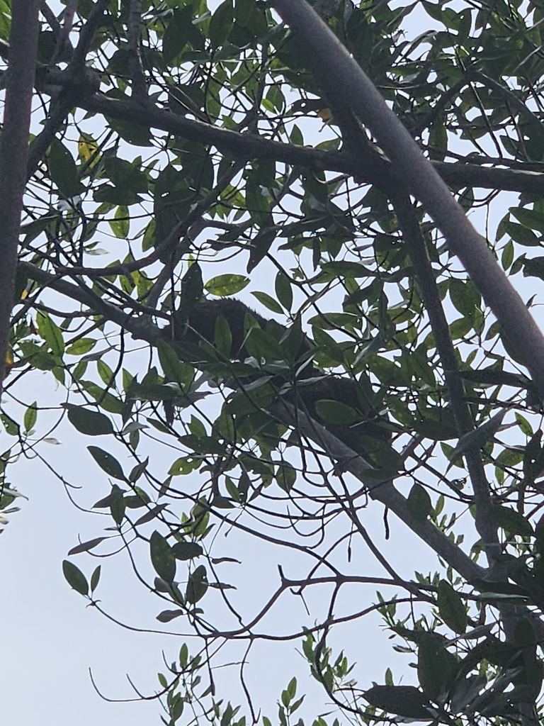 Common Raccoon from Leon, Nicaragua on May 29, 2023 at 09:39 AM by ...