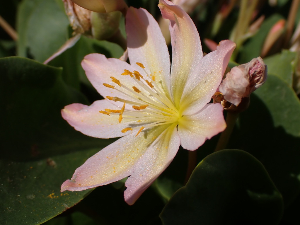 Tweedy's lewisia in May 2023 by Matt Below · iNaturalist