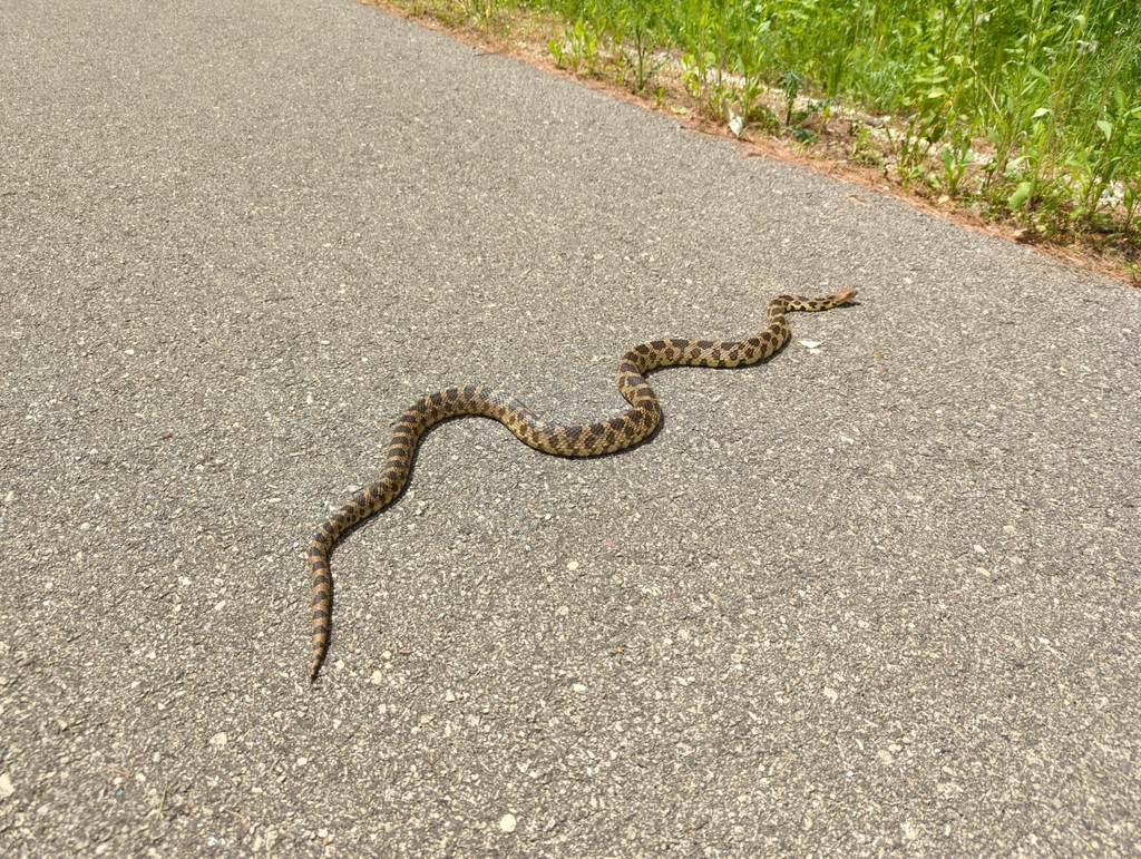 Eastern Foxsnake from Sumpter, WI, USA on May 29, 2023 at 12:11 PM by ...
