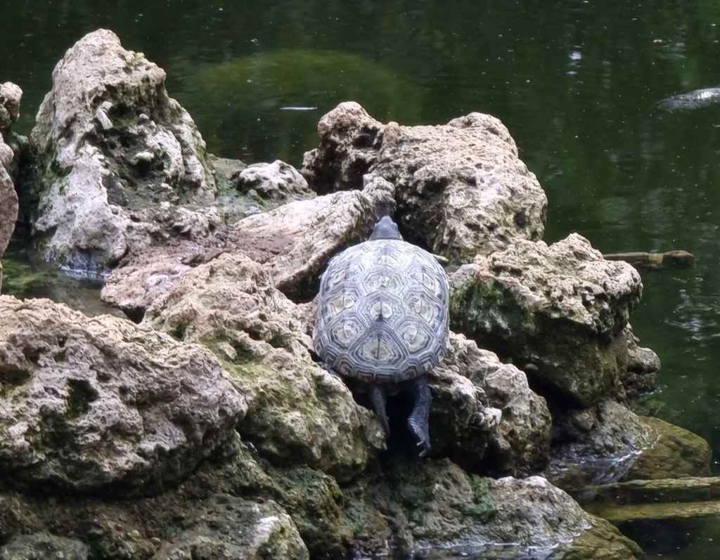 Chinese Pond Turtle in May 2023 by Pablo Galván Mateos · iNaturalist
